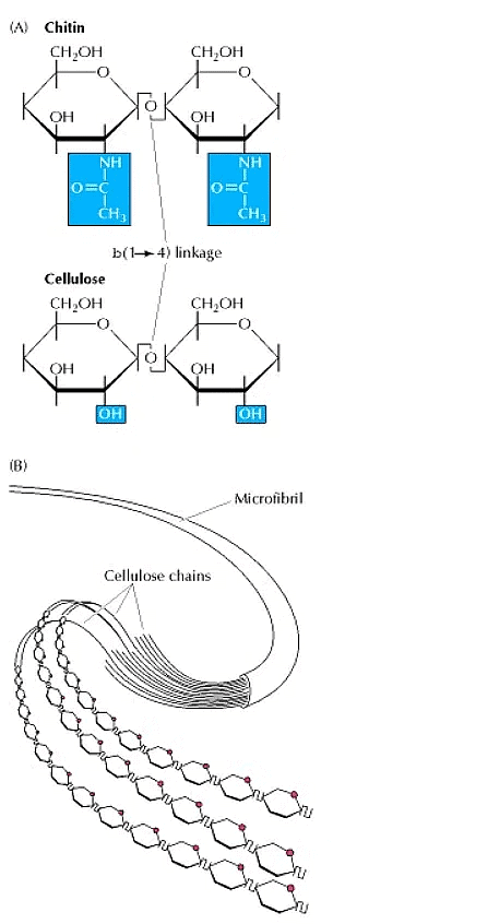 Structure and Function of extracellular matrix (cell wall) - Botany ...