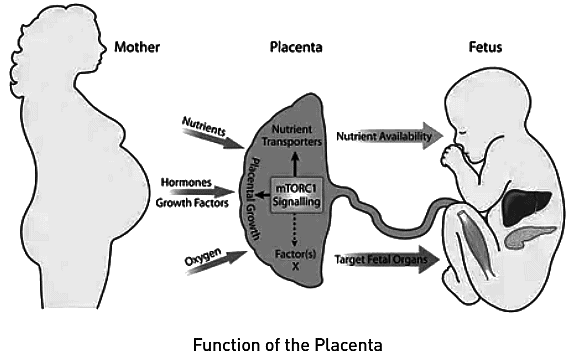 Placenta (Structure, types and functions of placenta) - Zoology ...