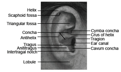 Hearing System - Zoology Optional Notes for UPSC PDF Download