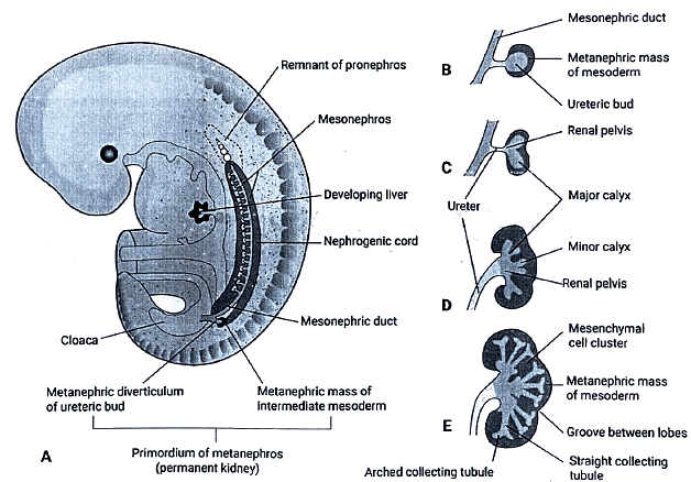 Embryology - 2 - Medical Science Optional Notes for UPSC PDF Download