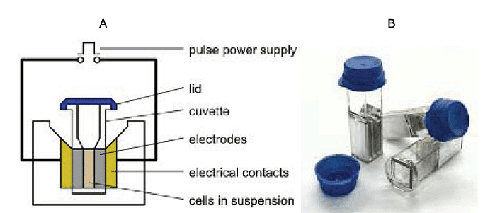 Methods of Transfer of Genes - Botany Optional for UPSC PDF Download
