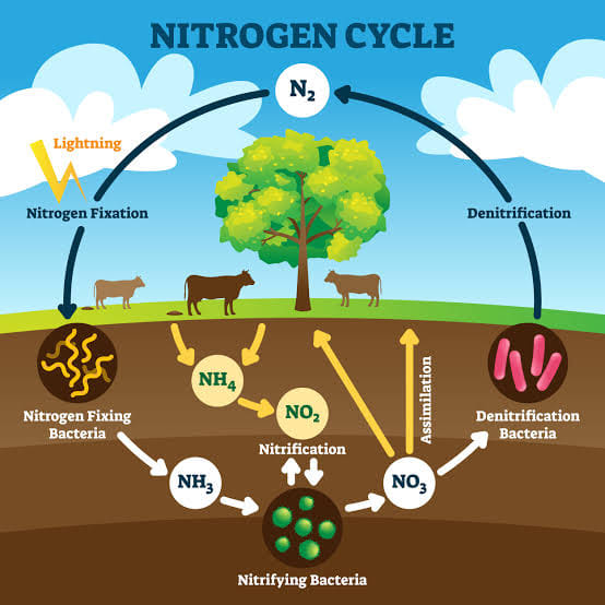 The Biogeochemical Cycles - Class 9 PDF Download