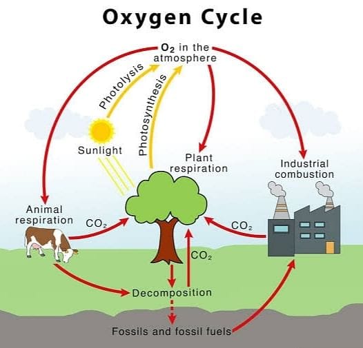 The Biogeochemical Cycles - Class 9 PDF Download