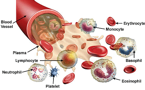 Important Facts about the Human Body - General Test Preparation for ...