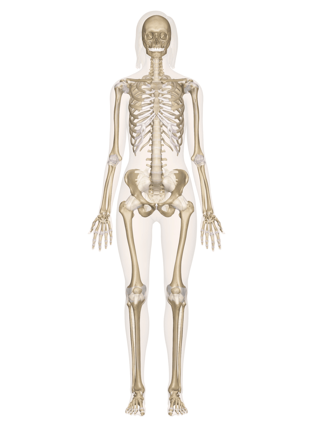 Skeletal System And Nervous System NCERT Solutions Science Class 5 Skeletal System And Nervous System NCERT Solutions Science Class 5