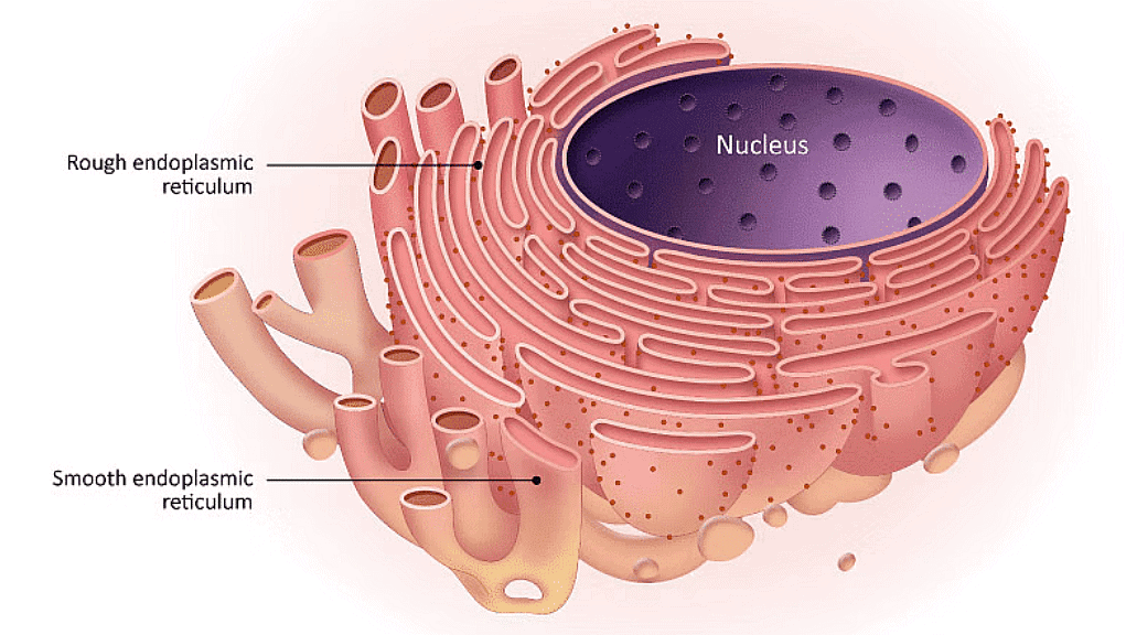 Important Points: The Fundamental Unit of Life - Science Class 9 PDF ...