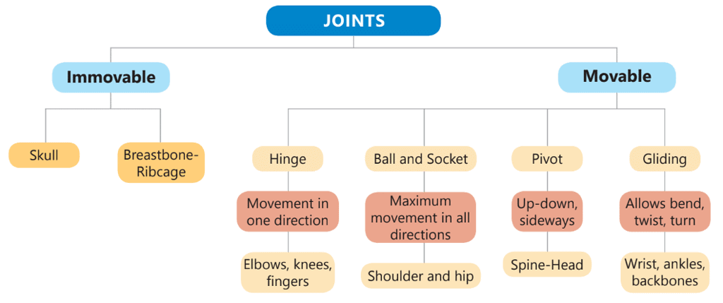 The Joints - Science Olympiad for Class 5 PDF Download
