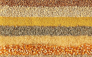 Important Questions for Class 8 Social Science Agriculture