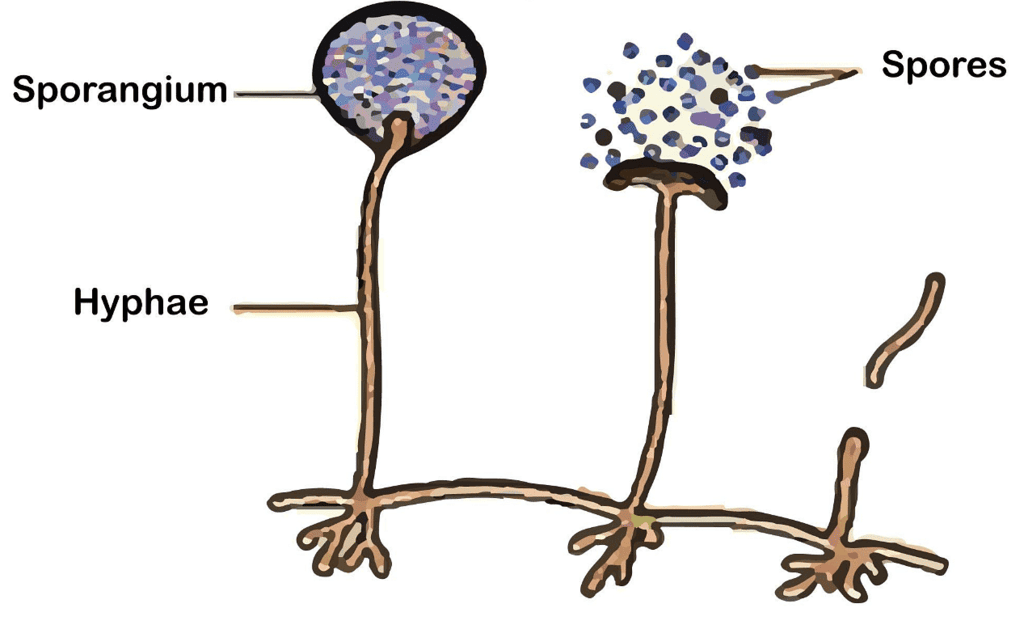 Reproduction in Plants Class 7 Notes Science Chapter 8 Free PDF