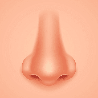 Nervous System Class 5 Notes Science Free PDF