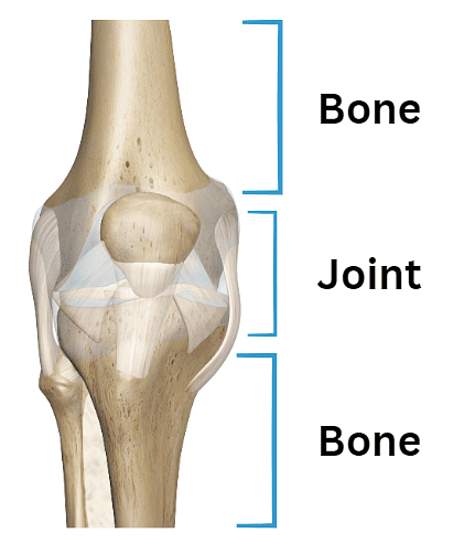 The Joints - Science Olympiad for Class 5 PDF Download