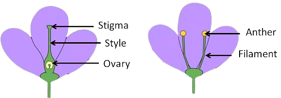 Reproduction in Plants Class 7 Notes Science Chapter 8 Free PDF