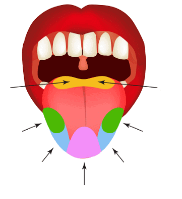 From Tasting to Digesting - 1 Class 5 Worksheet EVS Chapter 3