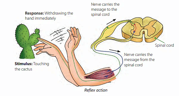 Nervous System Class 5 Notes Science Free PDF