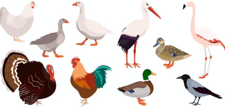 Detailed Notes: Animal Life Notes | Study Science Class 5 - Class 5