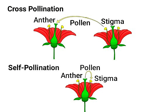 Reproduction in Plants Class 7 Notes Science Chapter 8 Free PDF