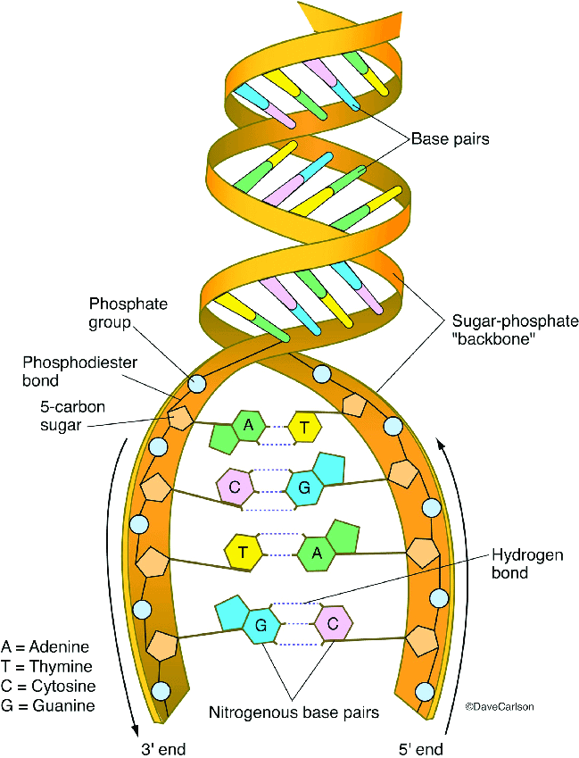 Mnemonics: Biomolecules - Chemistry Class 12 - NEET PDF Download
