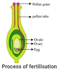 NCERT Solutions for Class 7 Science - Reproduction in Plants