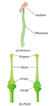 Reproduction in Plants Class 7 Notes Science Chapter 8 Free PDF