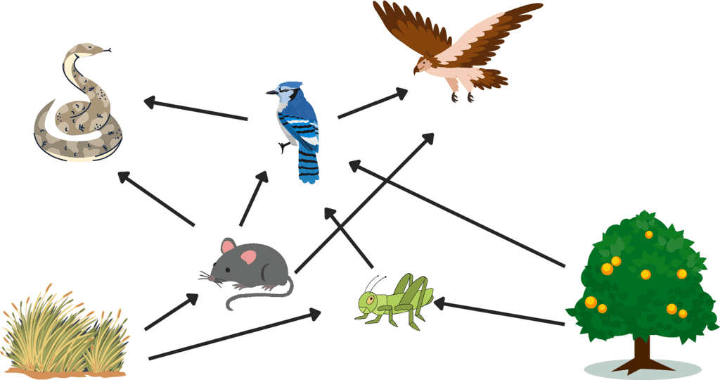 Microorganisms Chapter Notes - IGCSE Cambridge Science for Year 6 ...