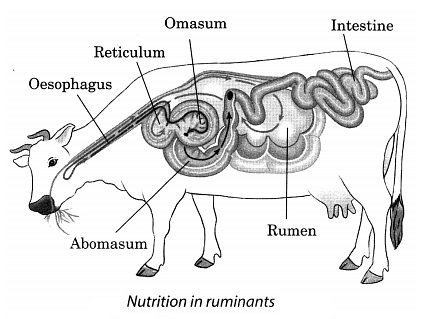 Class 7 Science Chapter 2 Question Answers - Nutrition in Animals