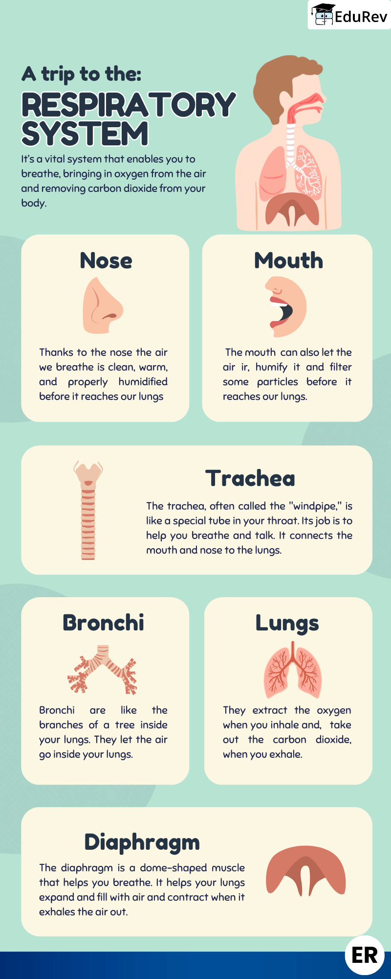 Mind Maps: Respiratory System - Science Class 7 PDF Download