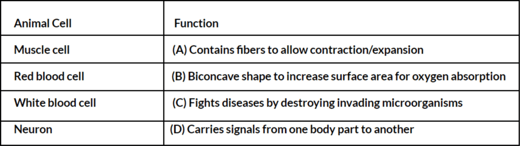 Worksheet: Organisms and Cells - Class 7 PDF Download
