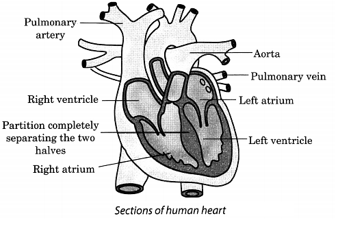 Class 7 Science Chapter 7 Question Answers - Transportation in Animals ...