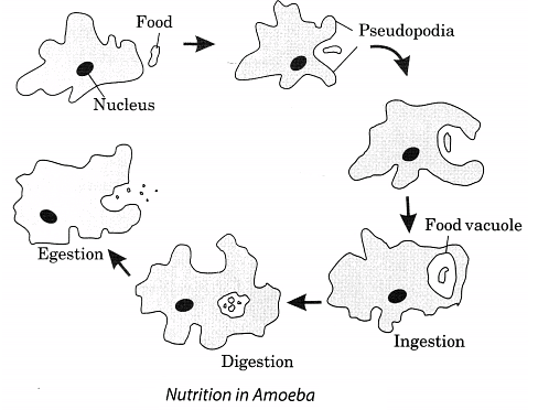 Class 7 Science Chapter 2 Question Answers - Nutrition in Animals