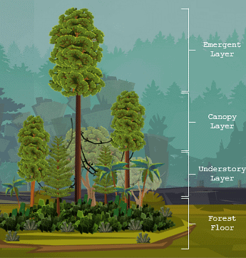 Forests - Our Lifeline Class 7 Notes Science Chapter 12 Free PDF