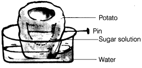 Class 7 Science Chapter 7 Question Answers - Transportation in Animals ...