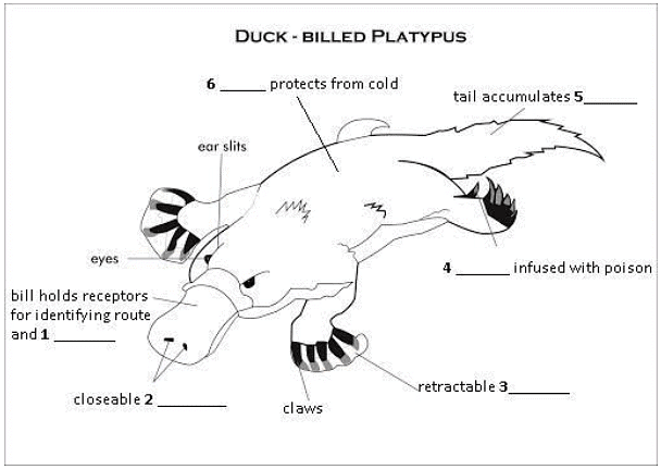 Diagram Label Completion: Practice Test - 6 - Reading for Academic ...