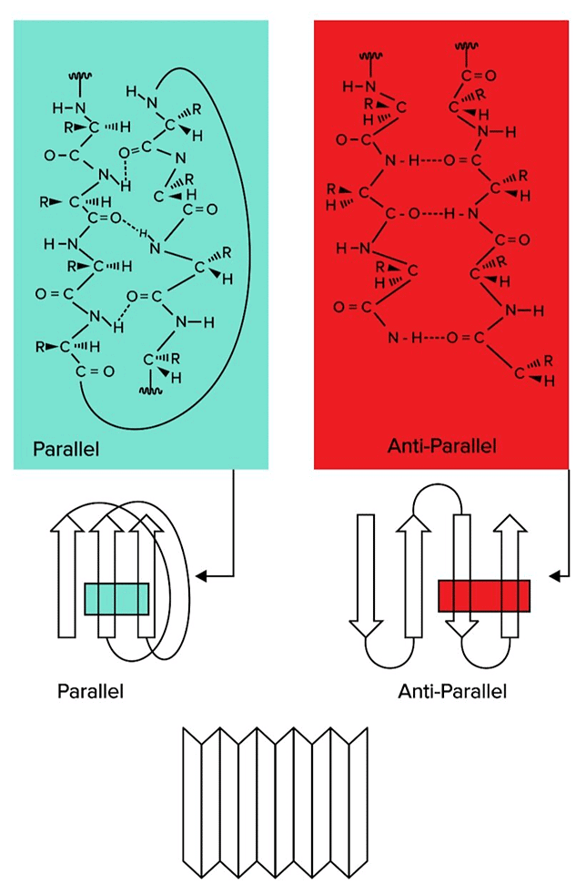 Introduction to Proteins, Amino Acids and Peptide Bond - Biology and ...