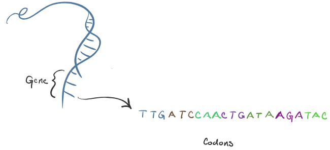 DNA Structure and Function - Biochemistry for MCAT PDF Download