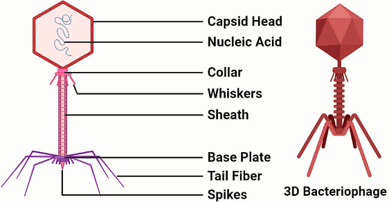 Bacteriophage - Biology and Biochemistry for MCAT PDF Download