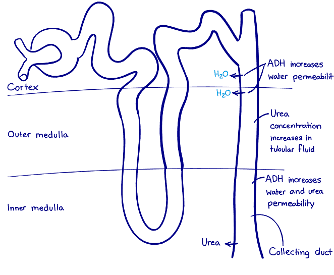 Renal Physiology: Counter Current Multiplication - Biology for MCAT PDF ...