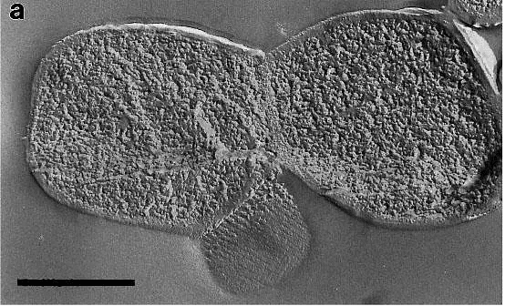 Archaea - Biology and Biochemistry for MCAT PDF Download