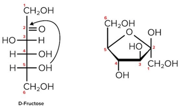 Overview: Carbohydrates | Biology and Biochemistry for MCAT