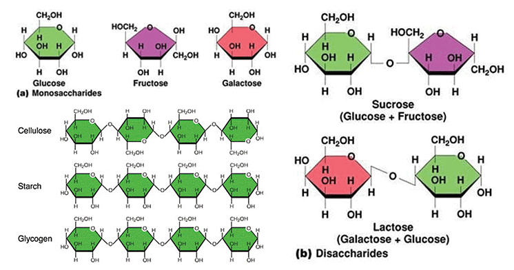 Carbohydrates- Monosaccharides, Disaccharides, Polysaccharides ...
