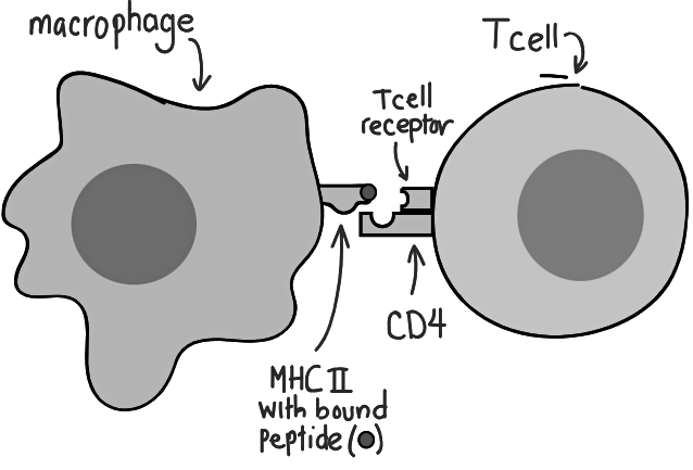 Adaptive Immunity - Biology for MCAT PDF Download