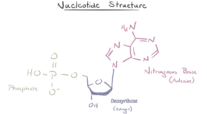 DNA Structure and Function - Biochemistry for MCAT PDF Download