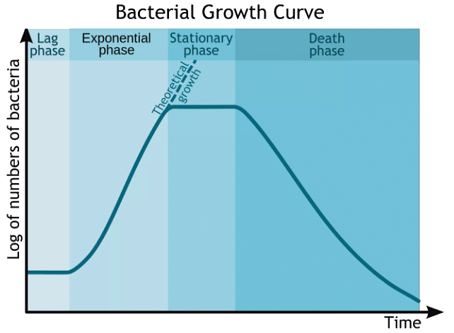 Phases of Bacterial Growth - Notes | Study Biology and Biochemistry for ...