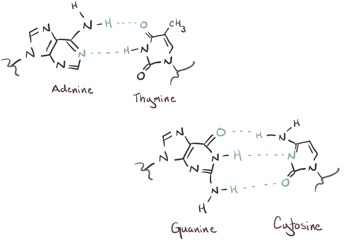 DNA Structure and Function - Biochemistry for MCAT PDF Download