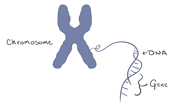 DNA Structure and Function - Biochemistry for MCAT PDF Download