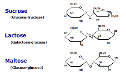 Carbohydrates- Monosaccharides, Disaccharides, Polysaccharides ...