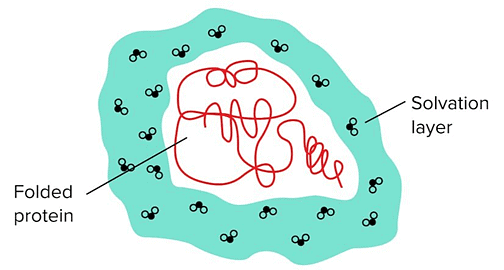 Introduction to Proteins, Amino Acids and Peptide Bond - Biology and ...