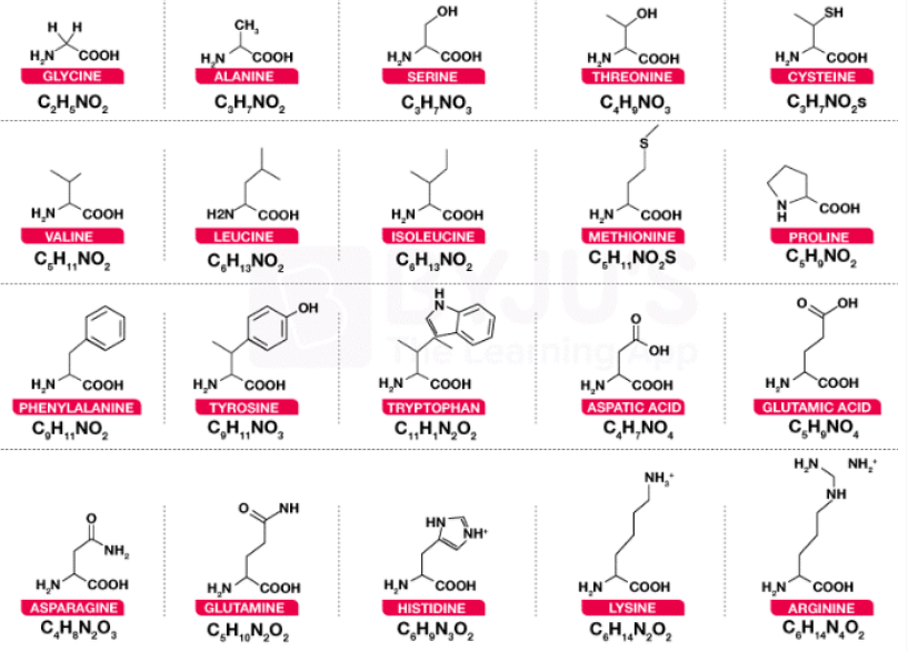 Amino Acid Structure - Biology and Biochemistry for MCAT PDF Download