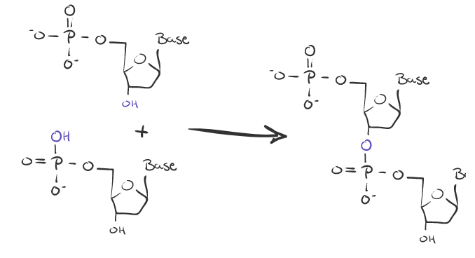 DNA Structure and Function - Biochemistry for MCAT PDF Download