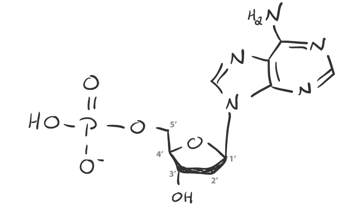 DNA Structure and Function - Biochemistry for MCAT PDF Download