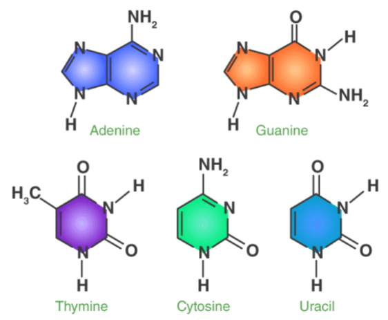 Nucleotide Structure - Biology and Biochemistry for MCAT PDF Download